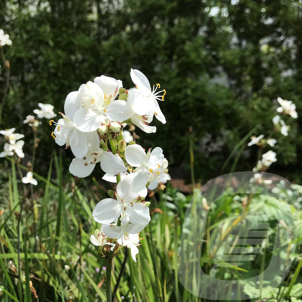 Libertia grandiflora | Plantor